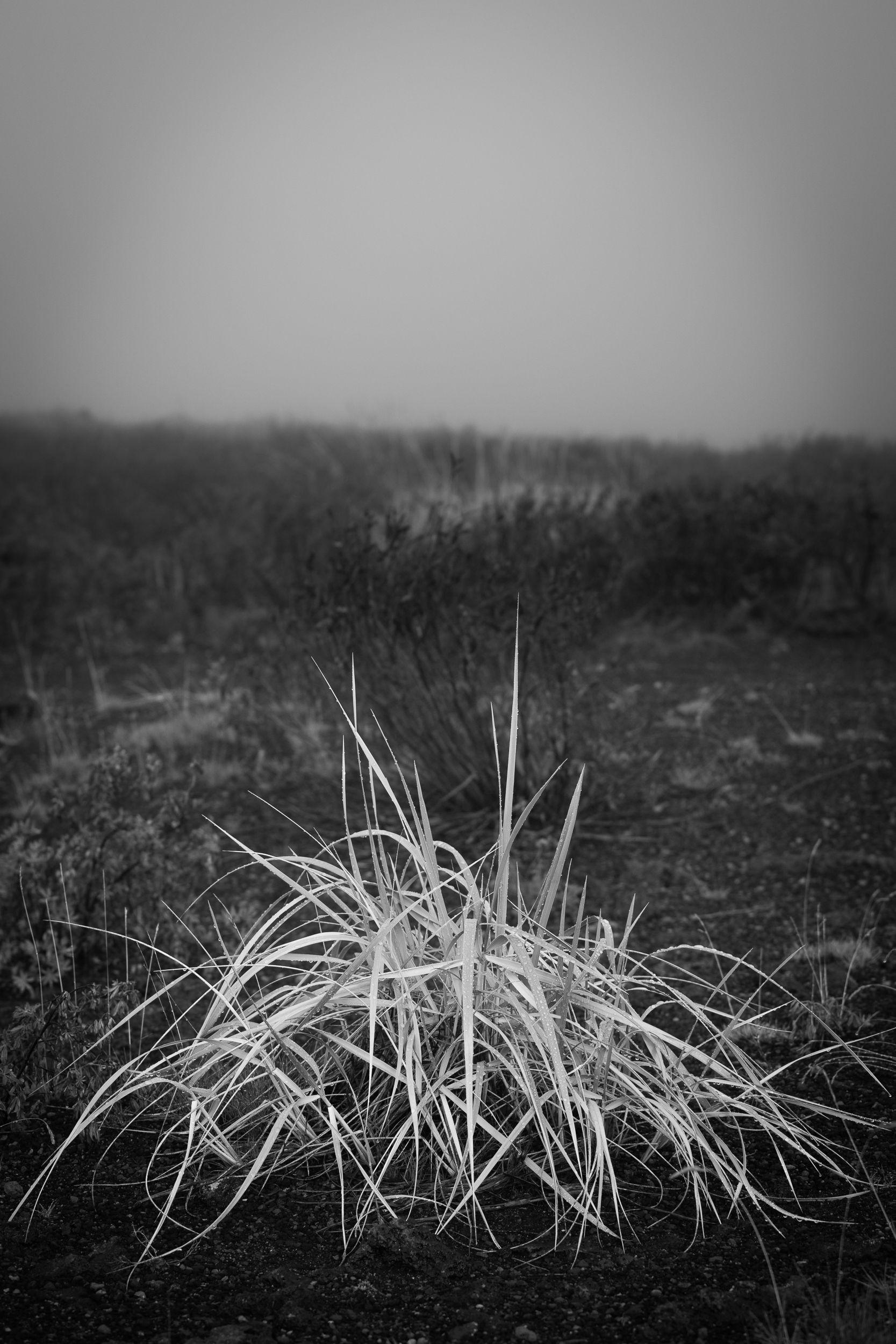 Melgresi – panta prentun – Myndataka.net